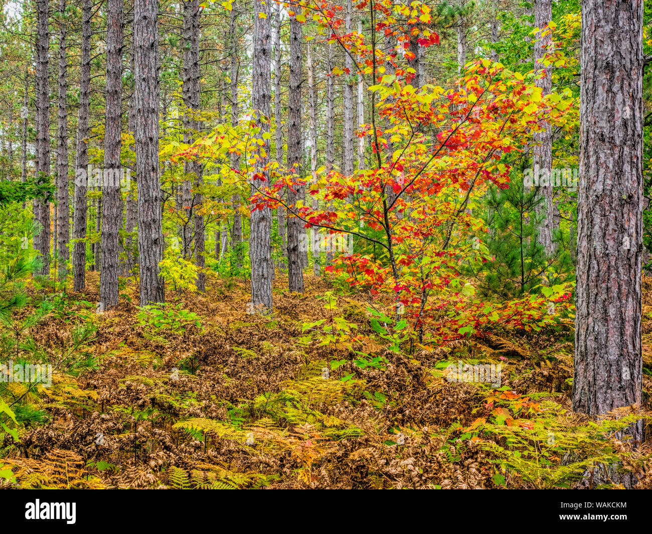 USA, Michigan. Fall color in the hardwood forest of the Upper Peninsula ...