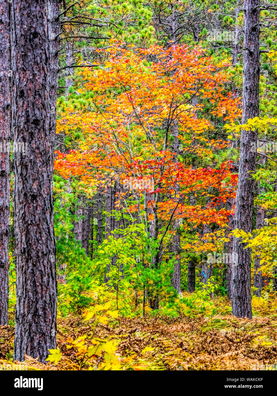 USA, Michigan. Fall color in the hardwood forest of the Upper Peninsula ...
