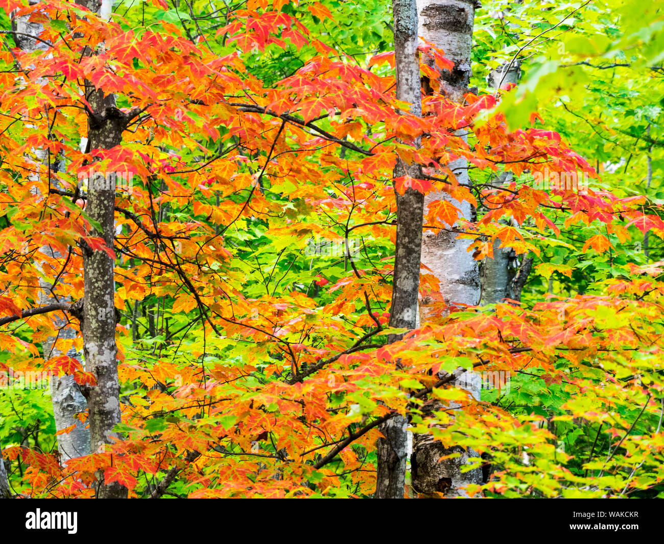 USA, Michigan. Fall color in the hardwood forest of the Upper Peninsula ...