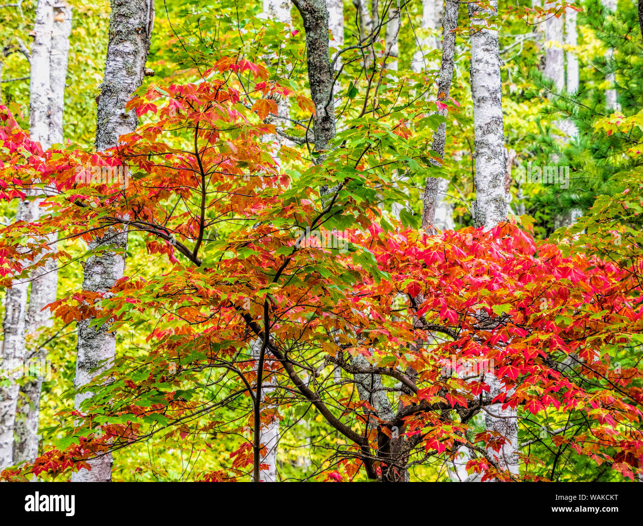 USA, Michigan. Fall color in the hardwood forest of the Upper Peninsula ...