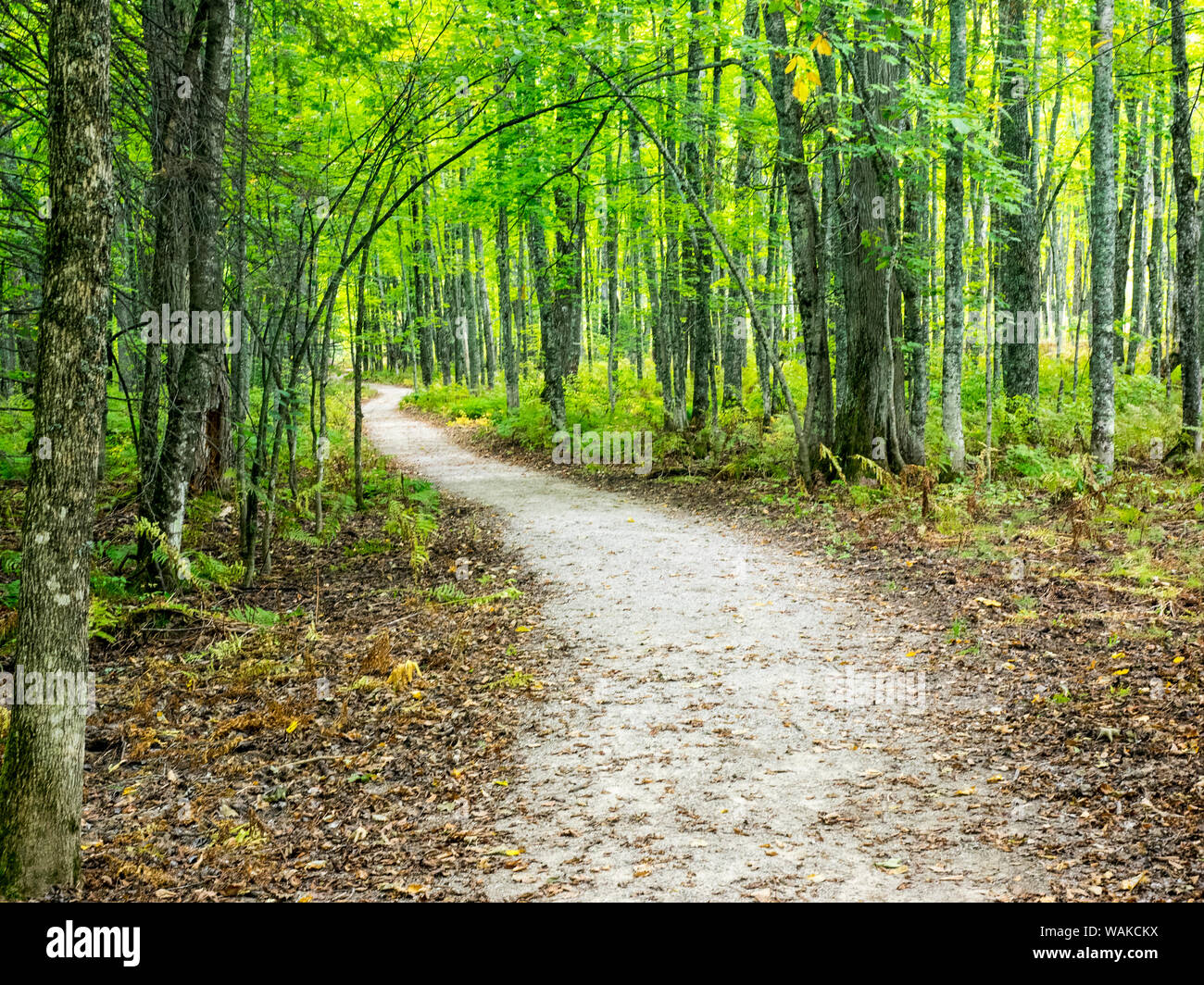 USA, Upper Michigan. Hiking trail in early autumn Stock Photo - Alamy