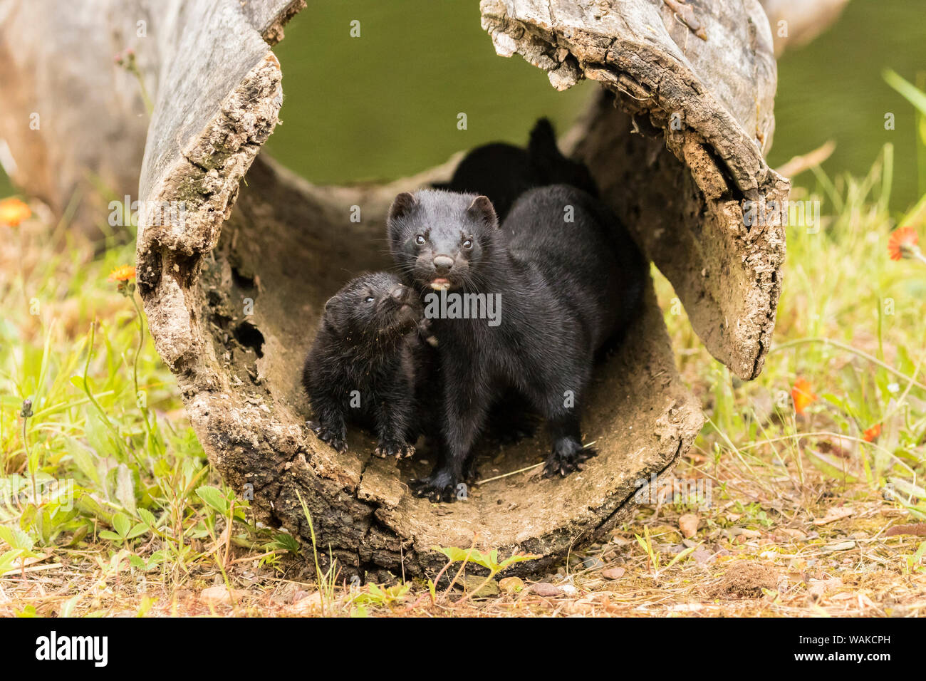Adult baby animal hi-res stock photography and images - Alamy