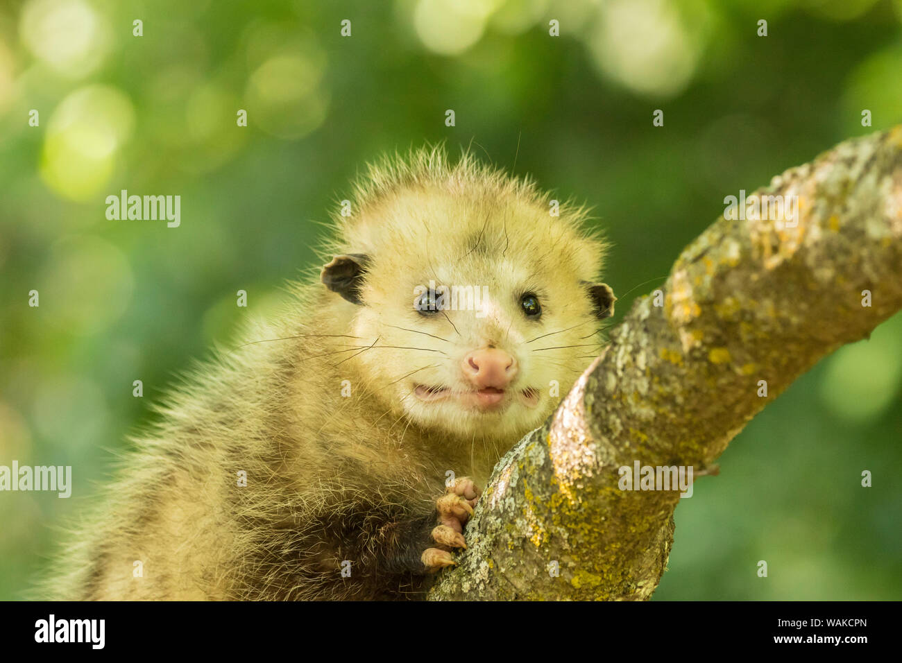 Opossum close up hi-res stock photography and images - Alamy