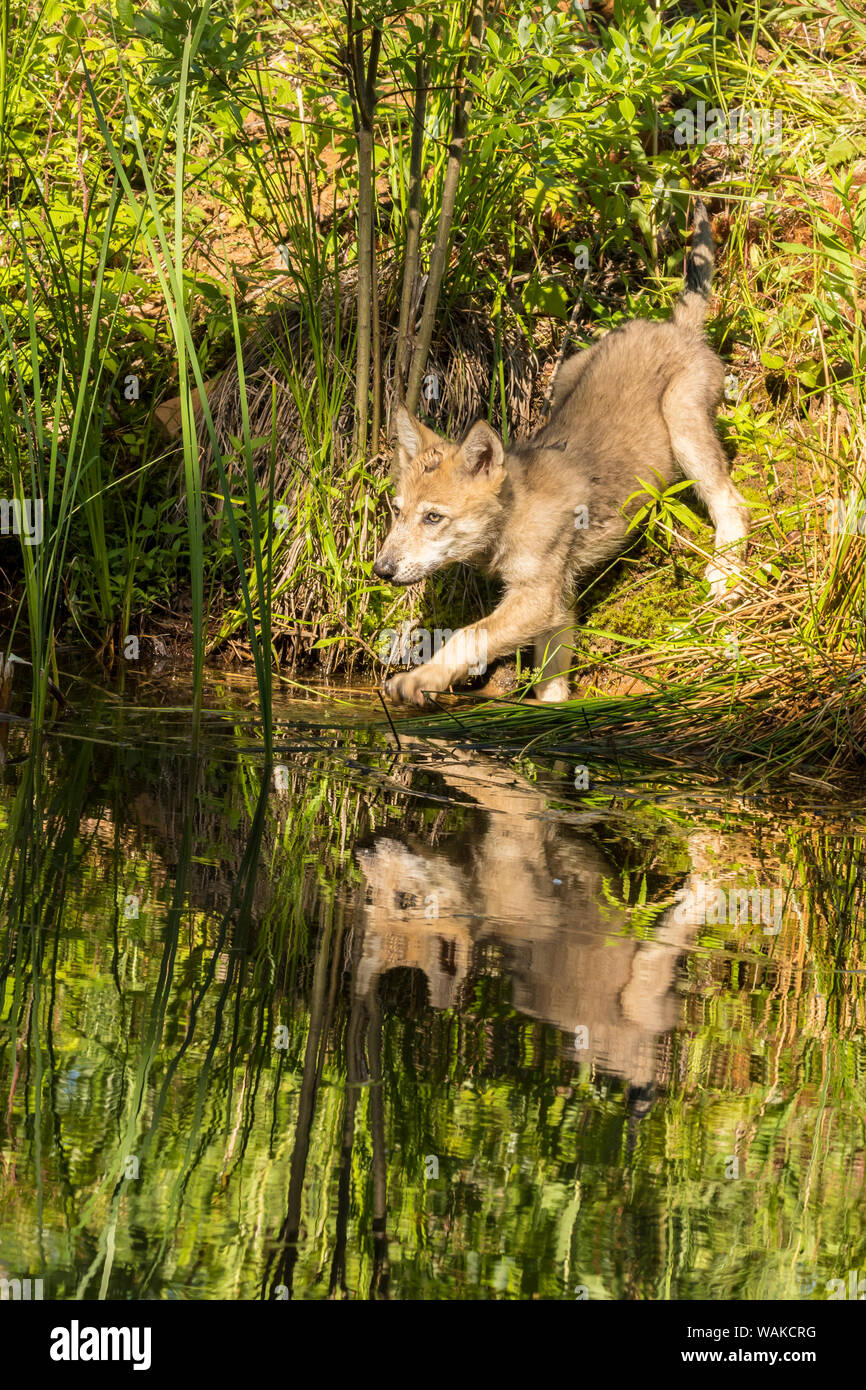 Wolf cub hi-res stock photography and images - Alamy