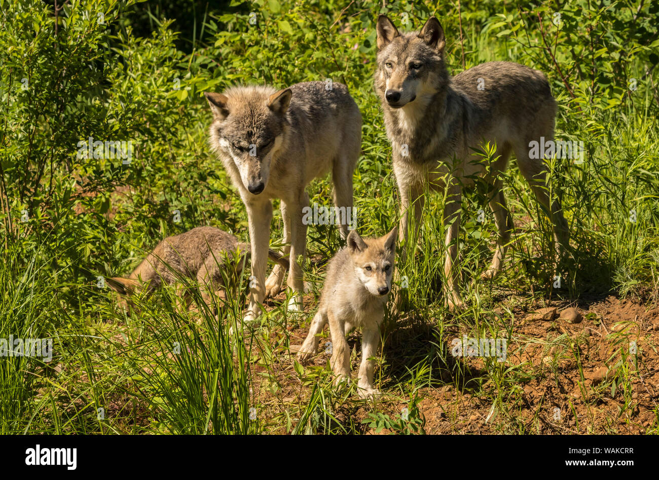Wolf family hi-res stock photography and images - Alamy