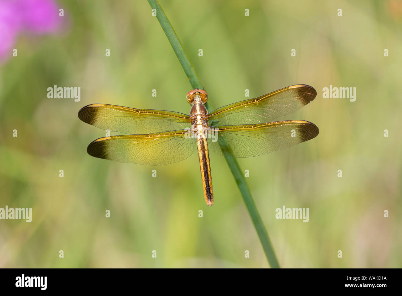 Yellow sided skimmer hi-res stock photography and images - Alamy