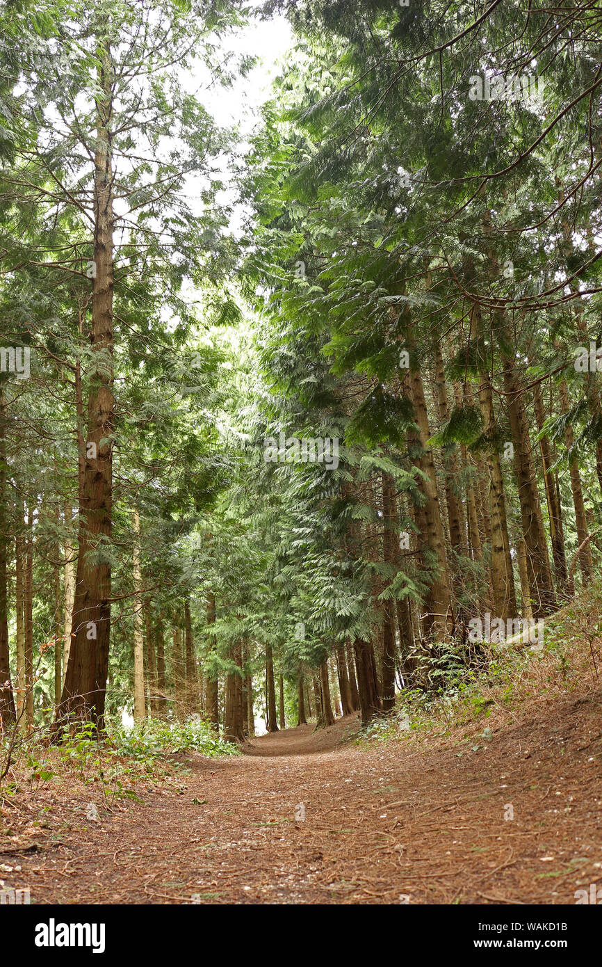 A Path Through a Forest of Fir Trees Stock Photo - Alamy