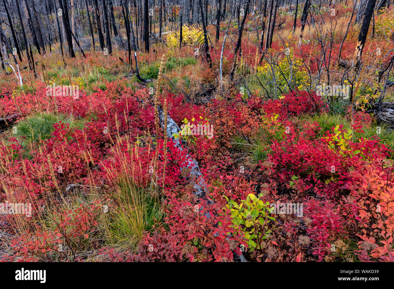 Autumn ground cover in burn area above St. Mary Lake in Glacier ...