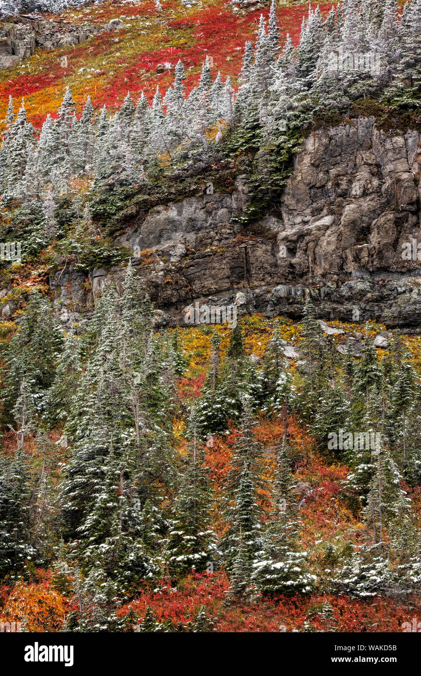 Fresh snowfall on autumn colors in Glacier National Park, Montana, USA ...