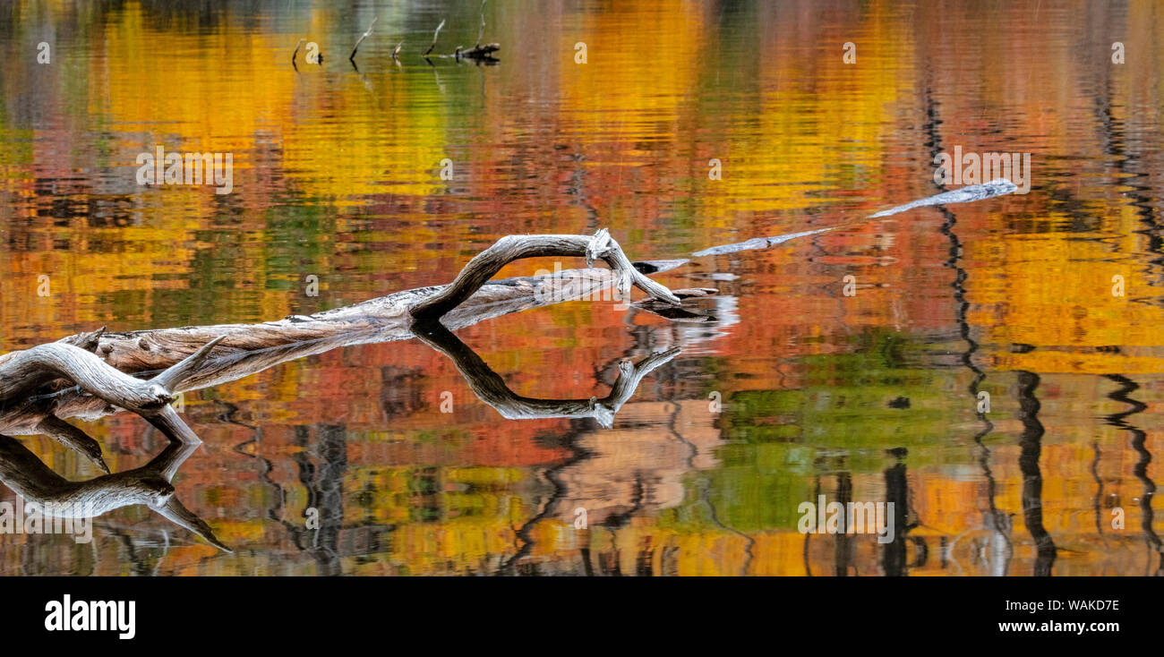 Tree limb and colorful autumn reflection on Lost Lake in Glacier ...