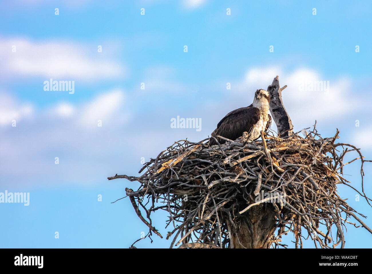 Osprey with newborn chicks at nest in the CM Russell National Wildlife ...