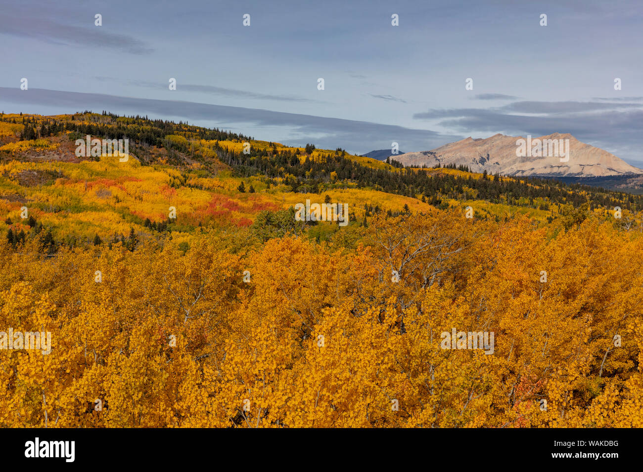 Peak fall color with Yellow Mountain in Glacier National Park, Montana ...