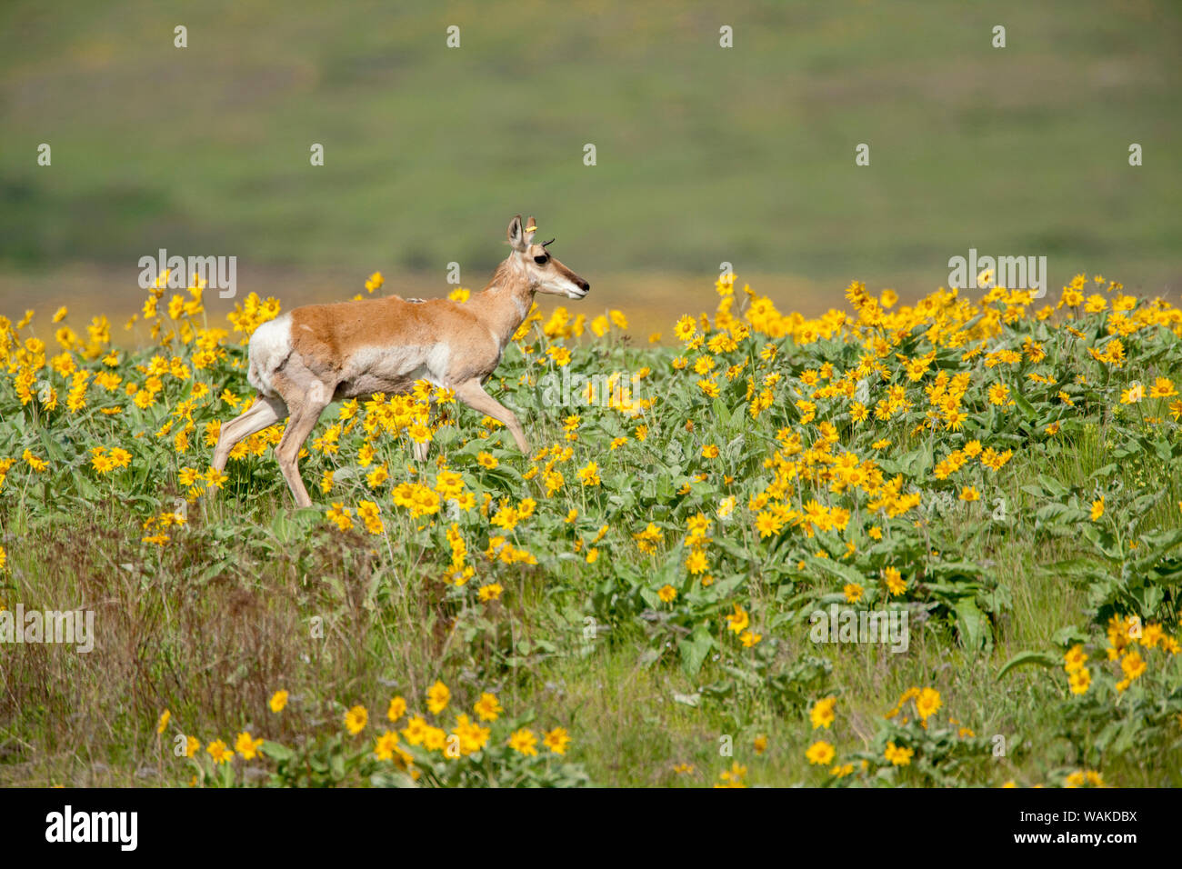 Pronghorn doe hi-res stock photography and images - Alamy
