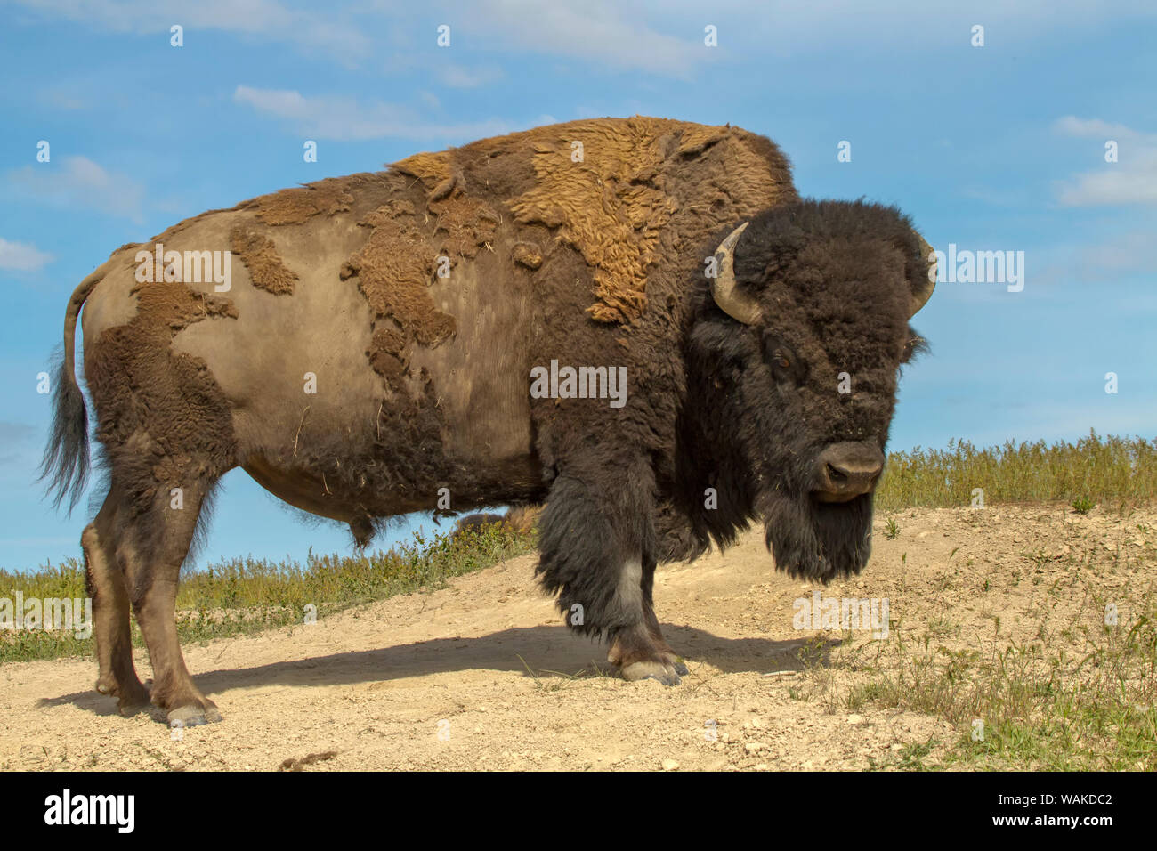 National Bison Range, Montana, USA. Bison standing up after dust ...