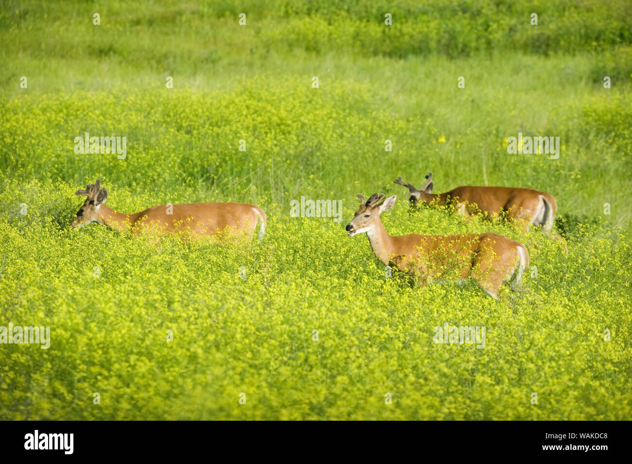 National Bison Range, Montana, USA. Pronghorn eating in the tall grass ...