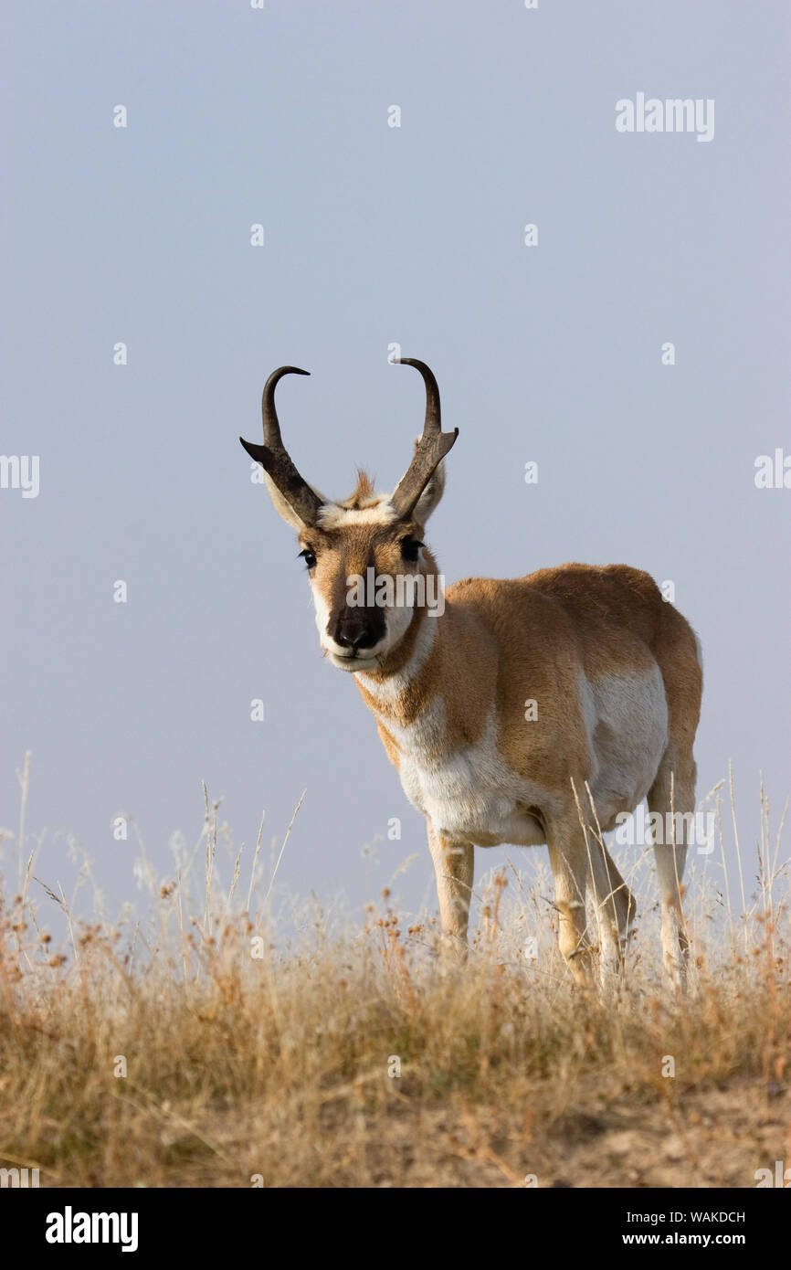 Mating Antelope High Resolution Stock Photography and Images - Alamy
