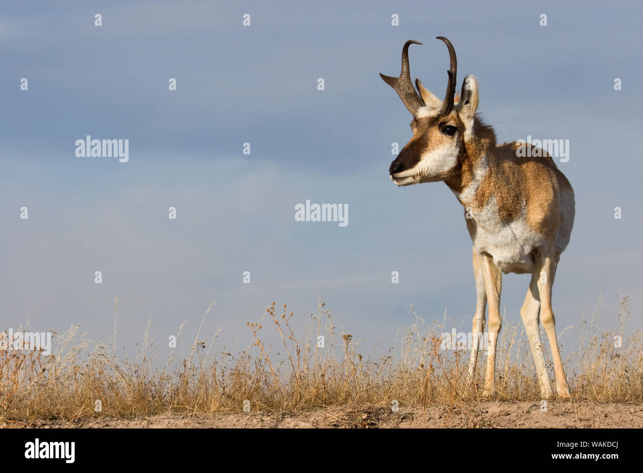 Mating antelope hi-res stock photography and images - Alamy