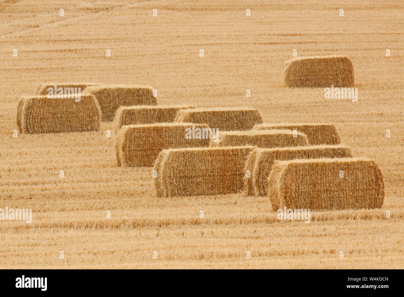 Usa, Montana, near Drummond. Bales of hay in a field that has just been ...