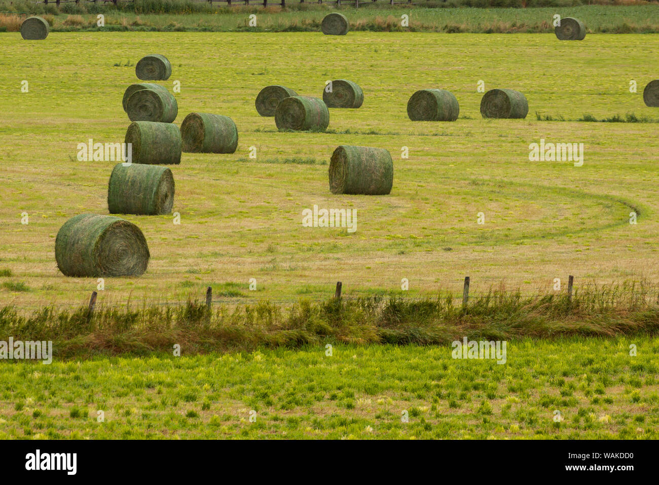 Usa, Montana. Bales, or Rounds, of hay in a field that has just been ...