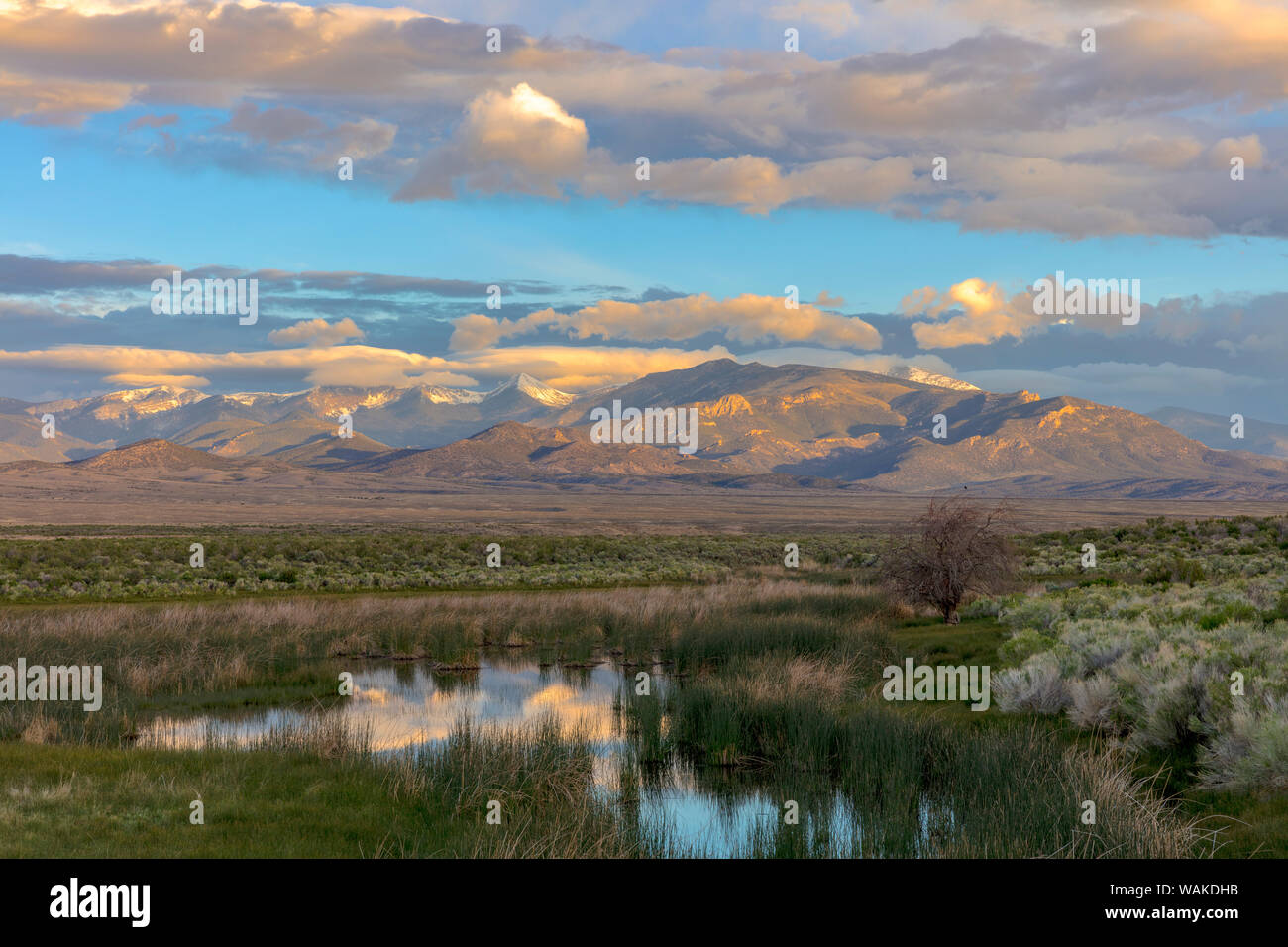 Snake Mountains reflecting into wetlands of Great Basin National Park ...