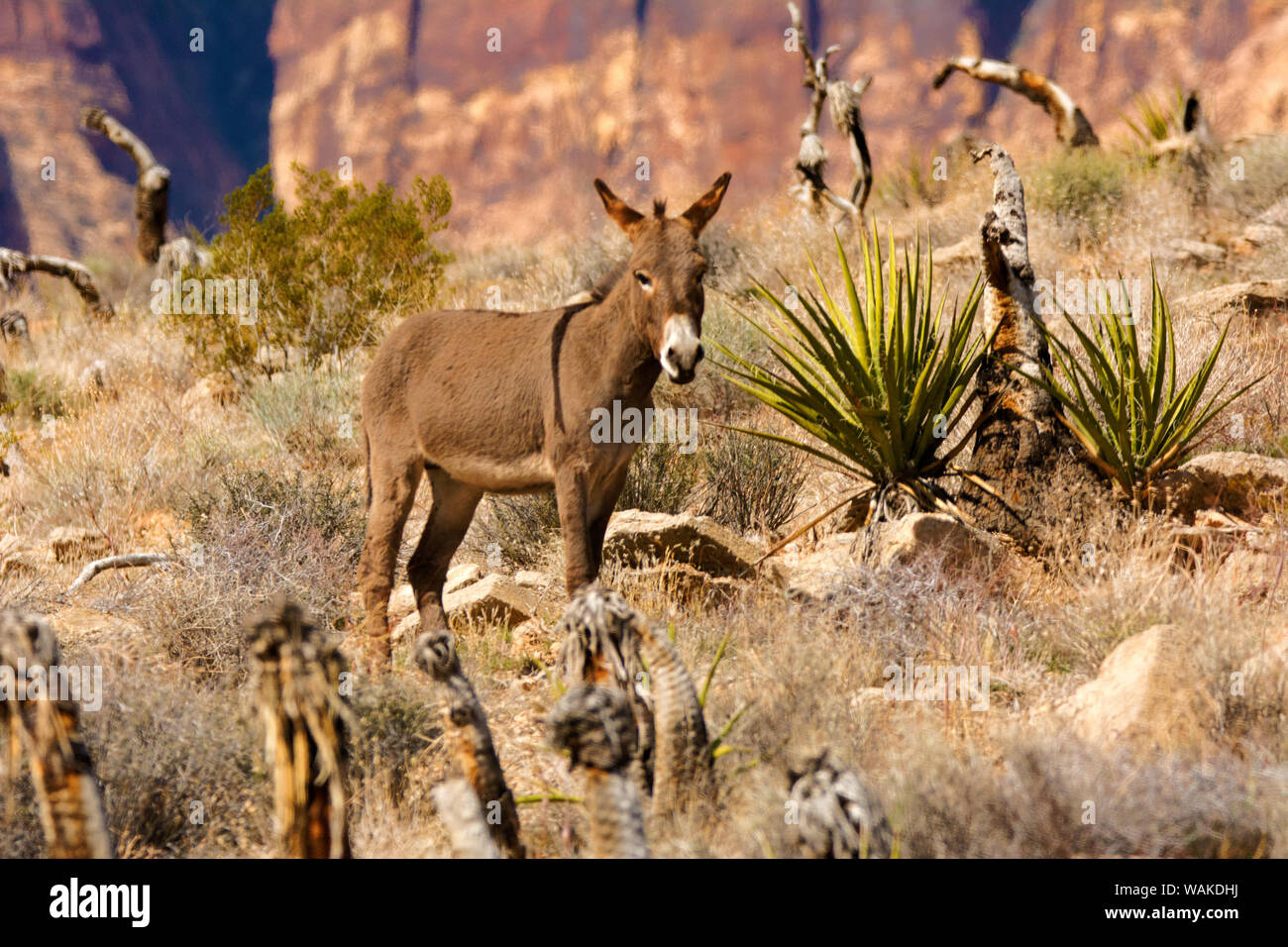 Wild burros, equus asinus, grazing, Red Rock Canyon, Nevada, USA Stock ...