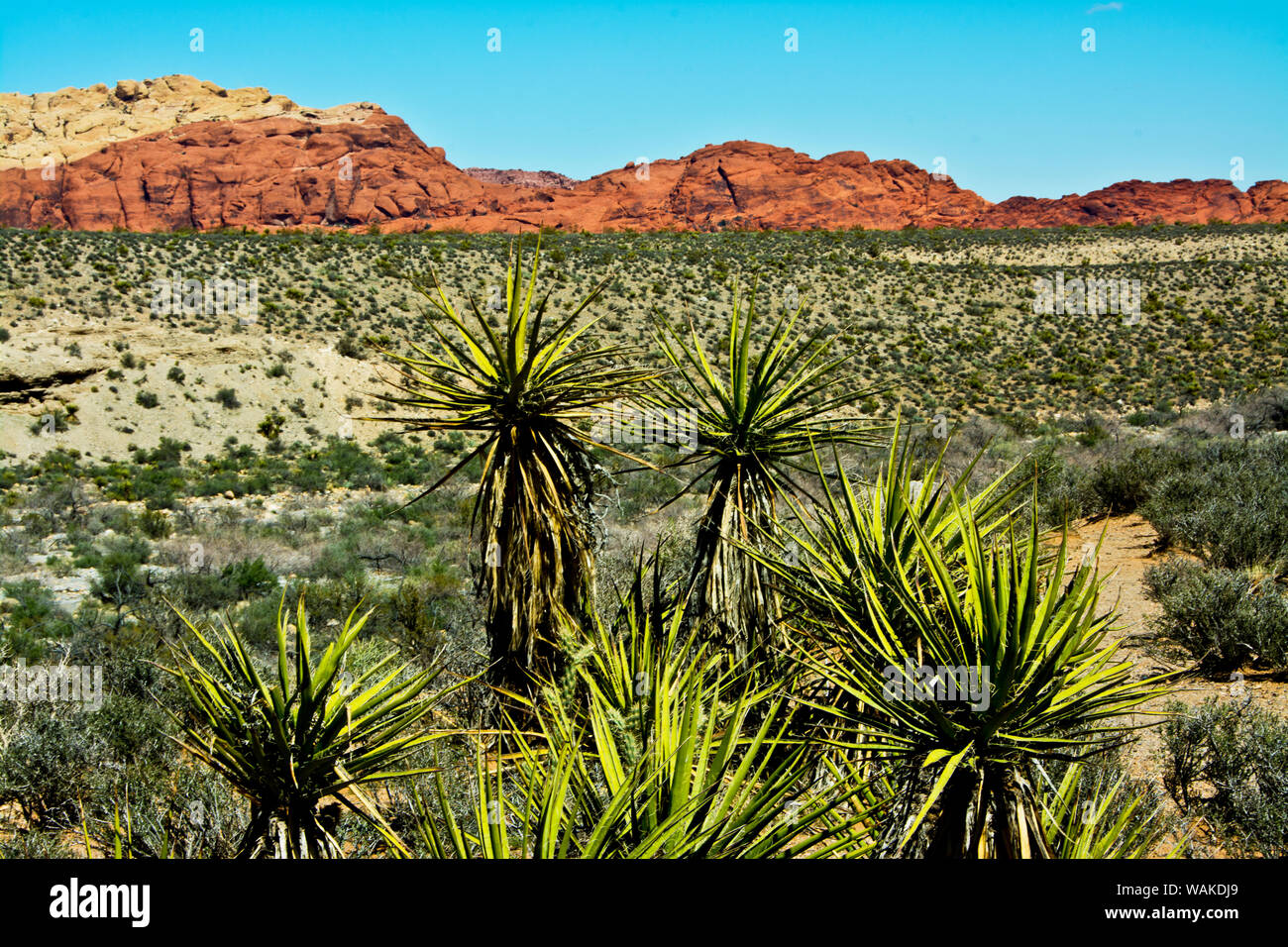 Soap tree yucca, yucca elata, Red Rock Canyon, National Conservation ...