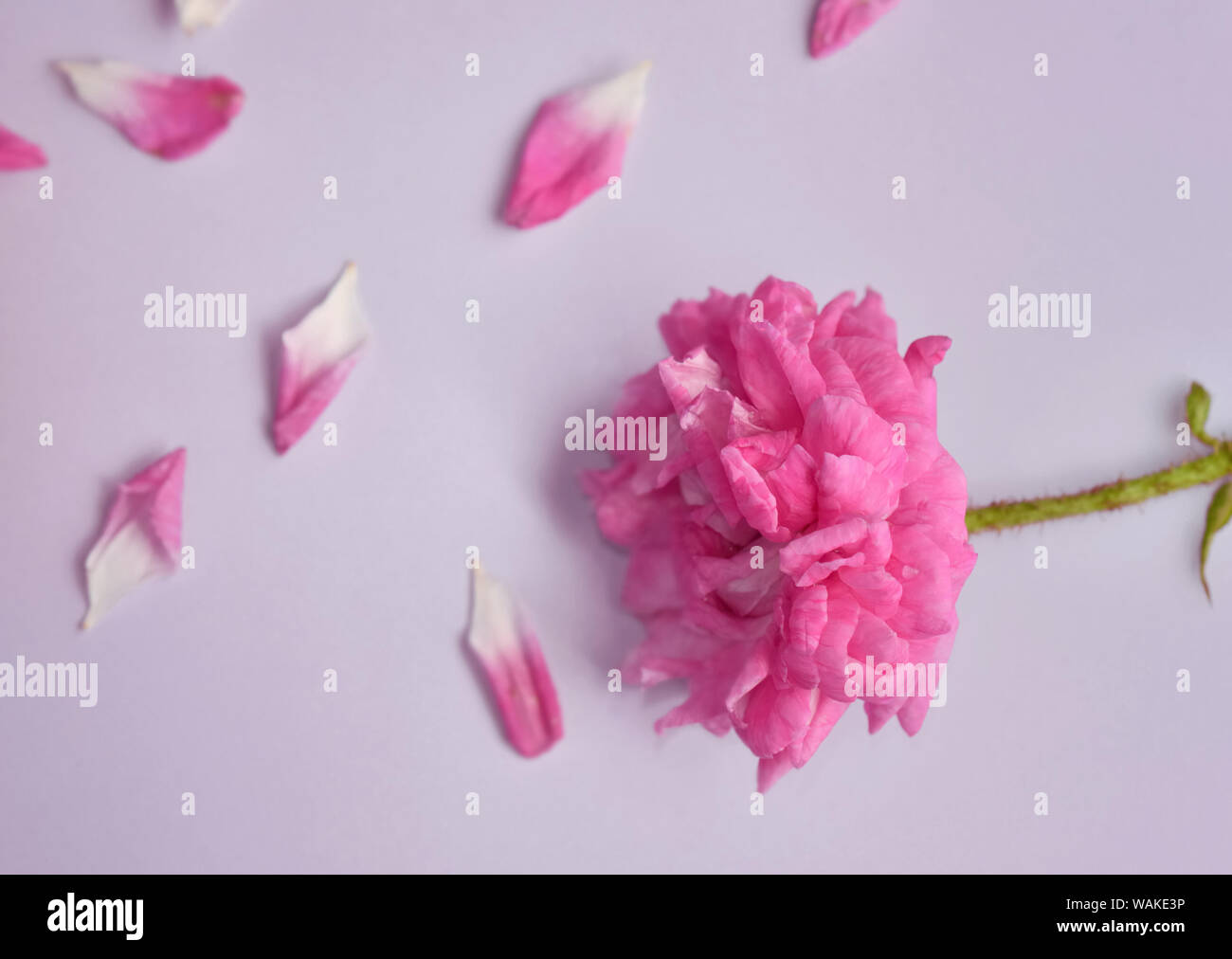 Mauve background hi-res stock photography and images - Alamy