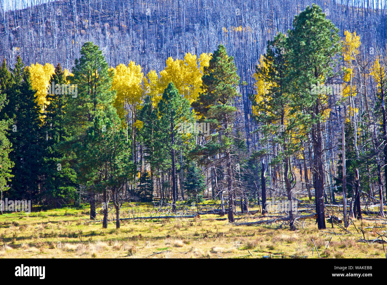 Valles caldera national preserve hi-res stock photography and images ...