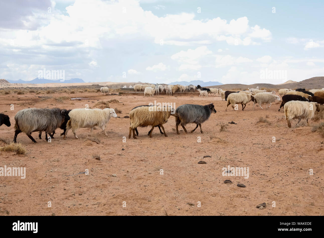 Navajo Sheep High Resolution Stock Photography and Images - Alamy
