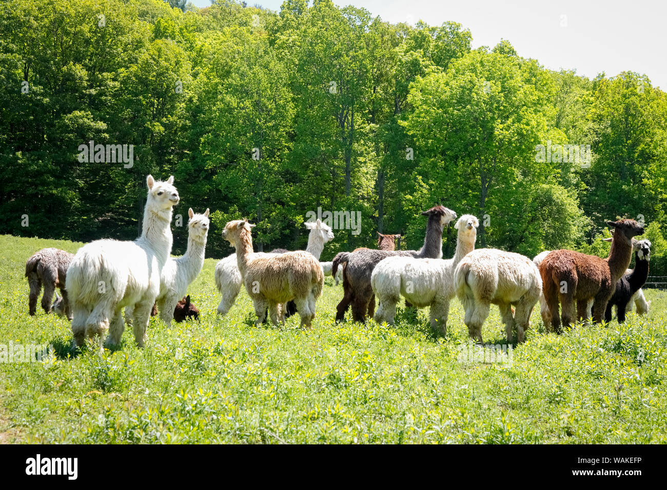 Alpaca farm hi-res stock photography and images - Alamy