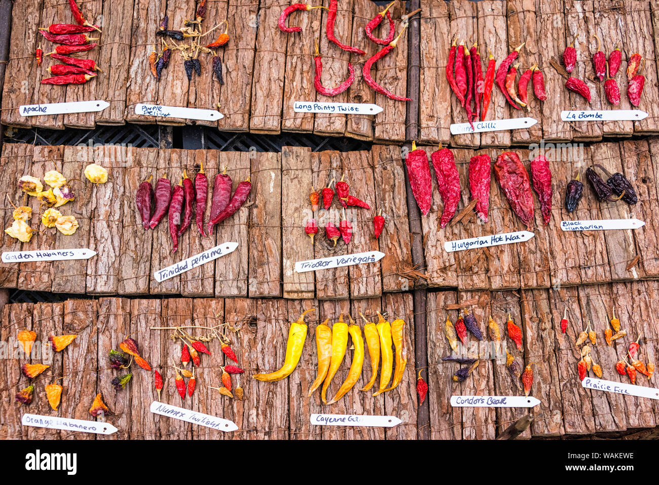 Sussex england uk united kingdom garden plant hi-res stock photography ...