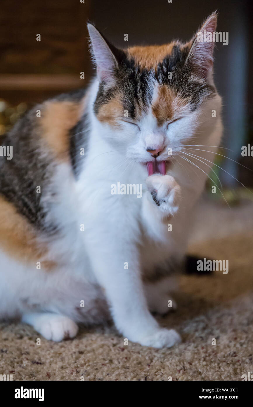 Calico cat cleaning her paw by licking it. (PR Stock Photo - Alamy
