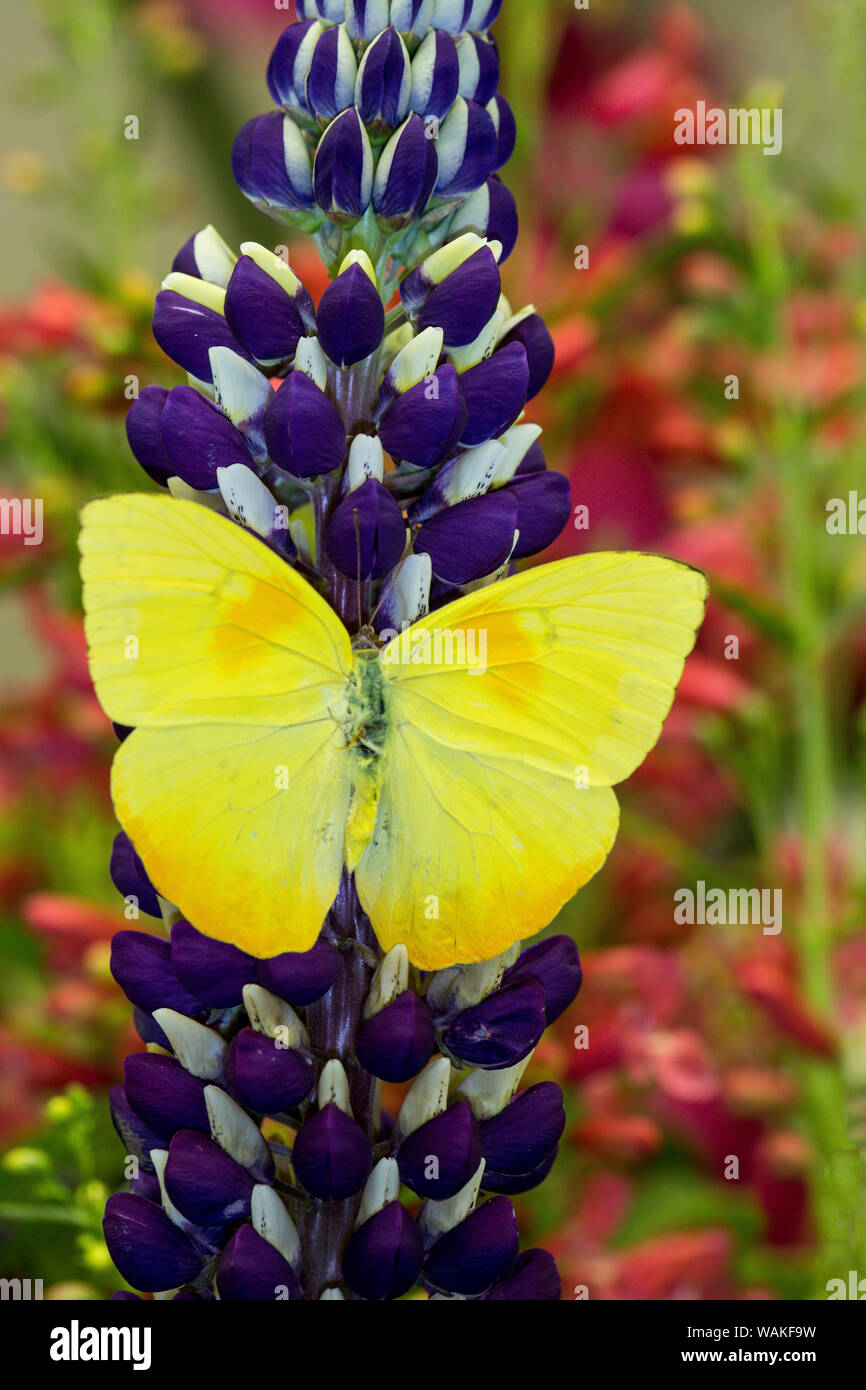 Sulfur butterfly hi-res stock photography and images - Alamy