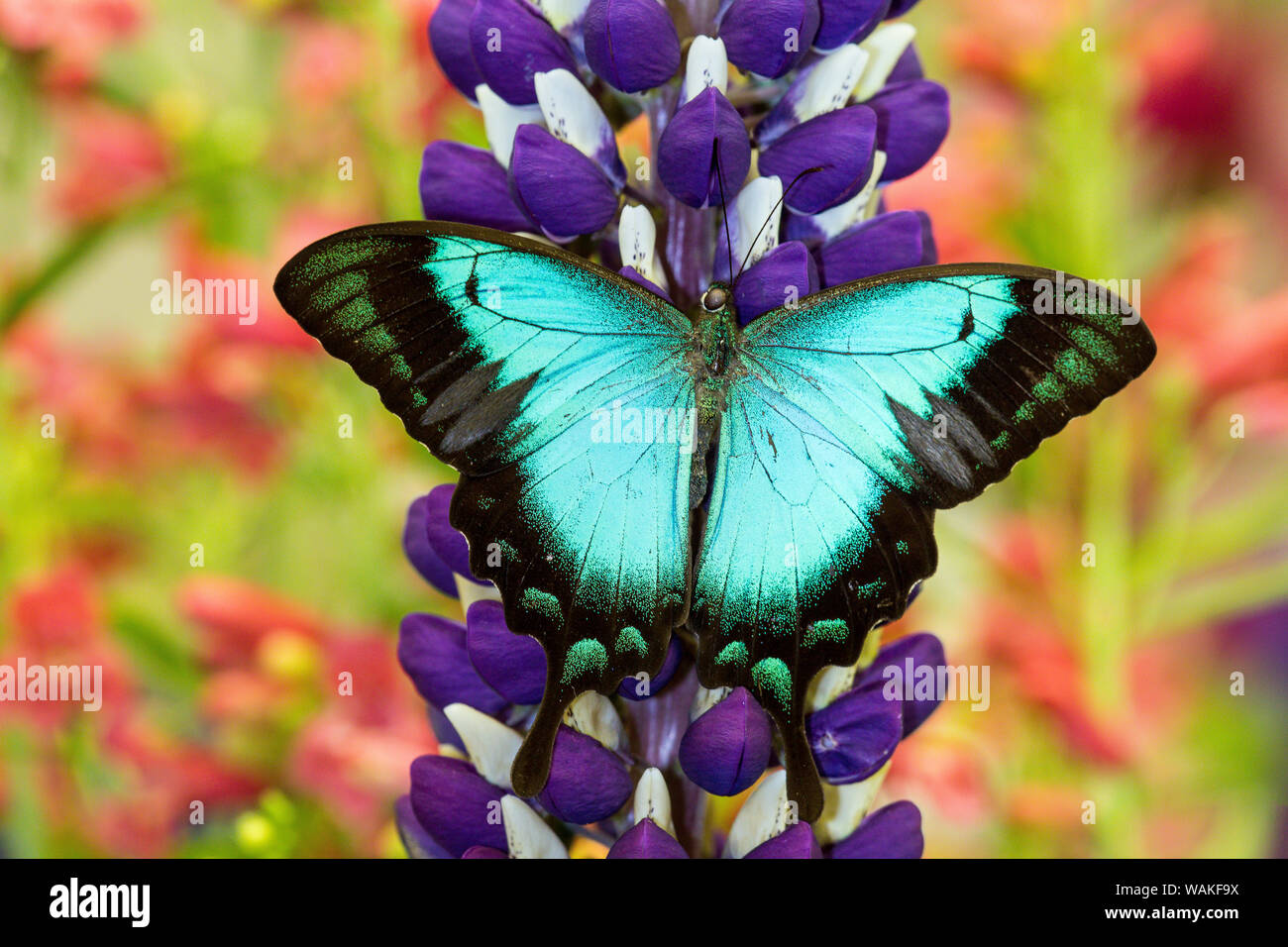 Asian tropical swallowtail butterfly, Papilio larquinianus on lupine ...