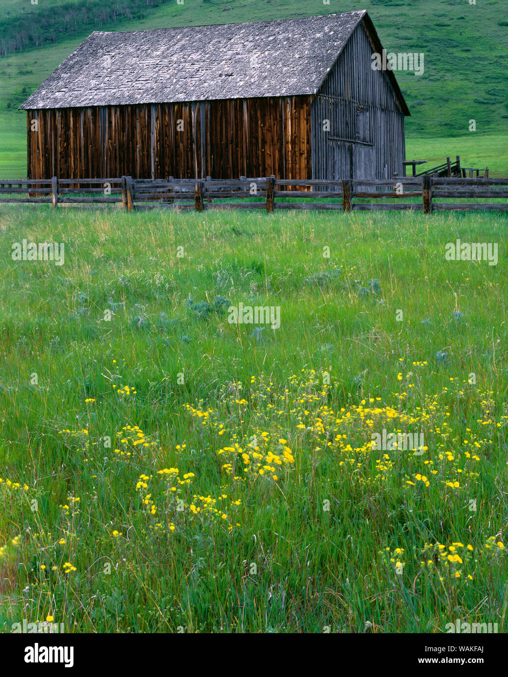 USA, Oregon. Barn and wildflowers in spring at The Nature Conservancy's ...