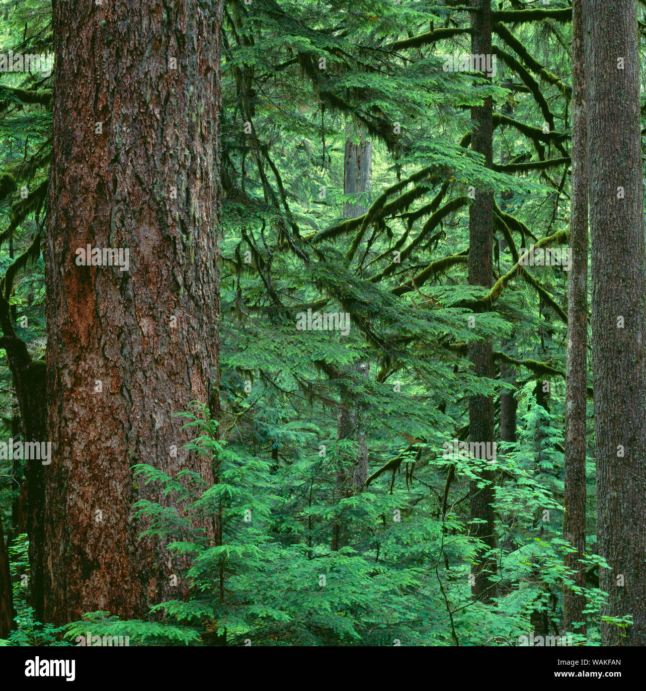 USA, Oregon. Columbia River Gorge National Scenic Area, old growth ...