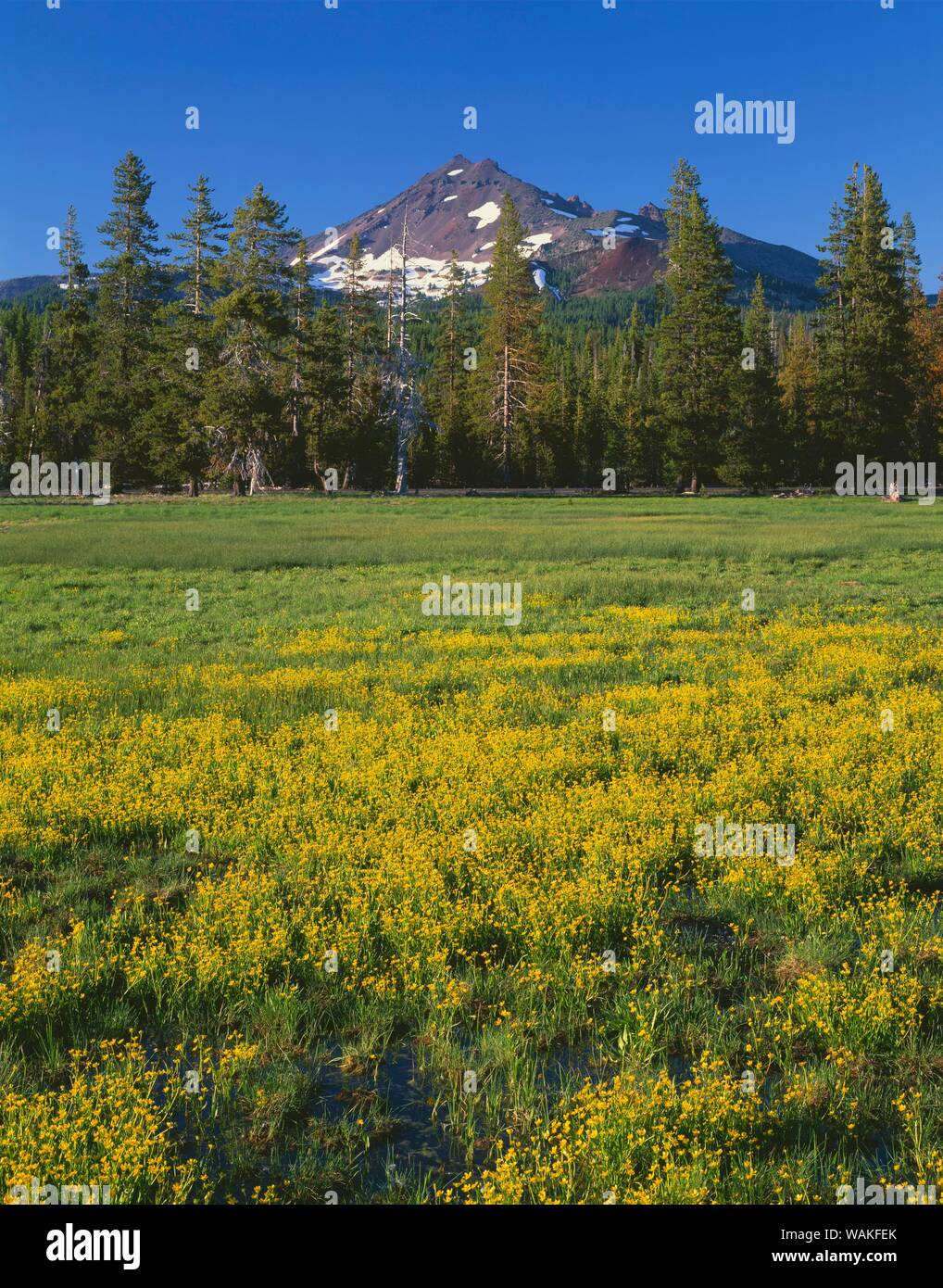 USA, Oregon. Deschutes National Forest, Broken Top rises above ...