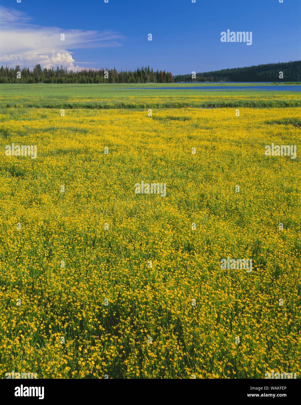 USA, Oregon. Deschutes National Forest, extensive bloom of subalpine ...