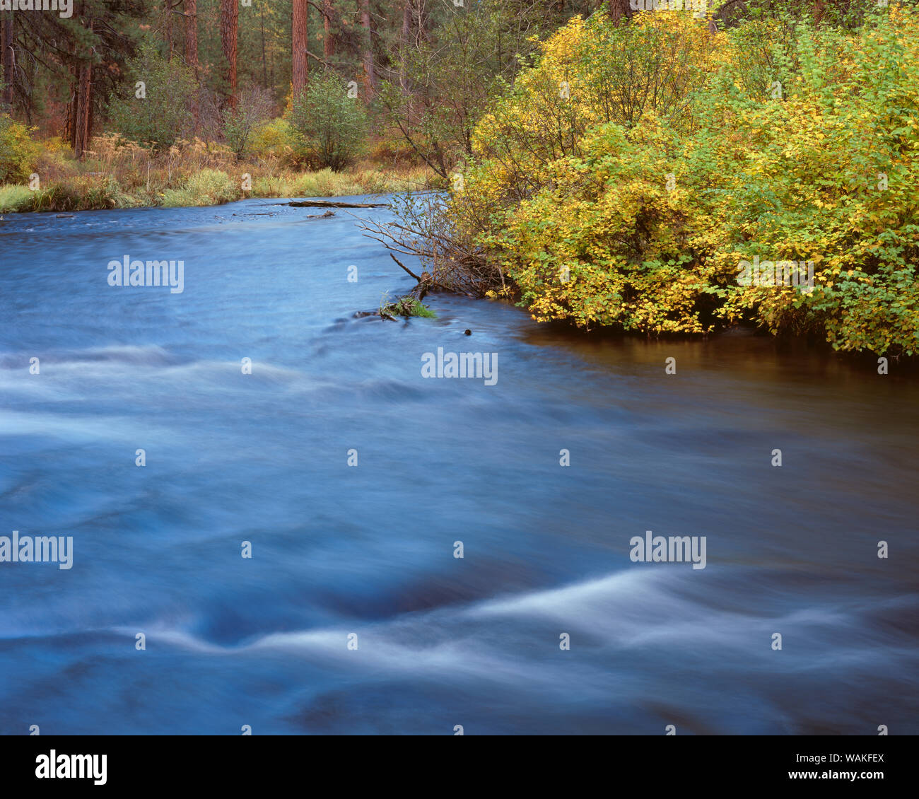 USA, Oregon. Deschutes National Forest, Metolius River with Ponderosa ...