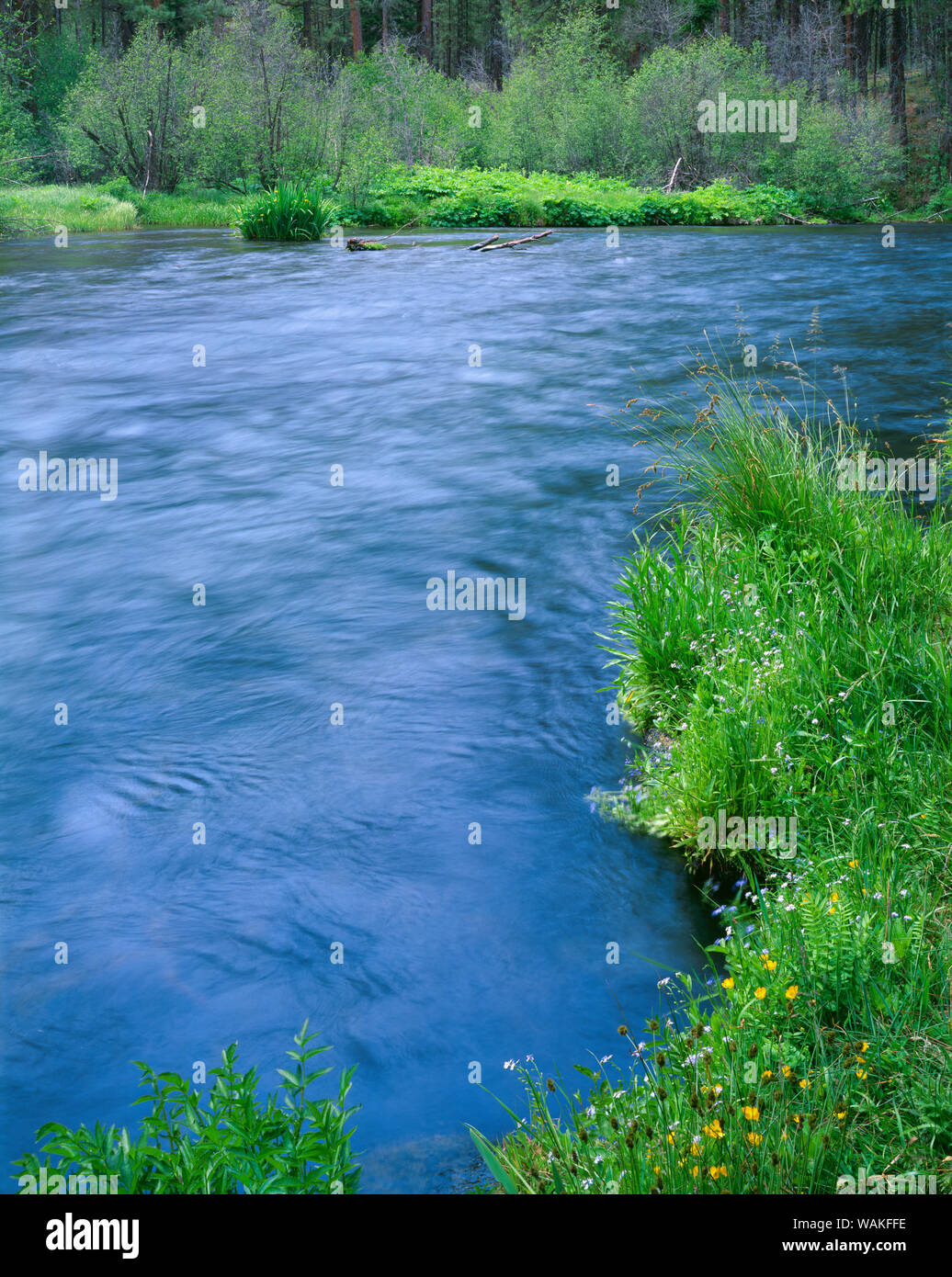 USA, Oregon. Deschutes National Forest, spring wildflowers and grass ...