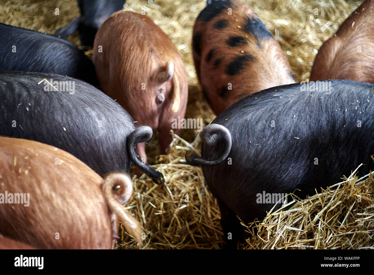 Pigs tails close up background. Black and brown pigs in the barn Stock ...
