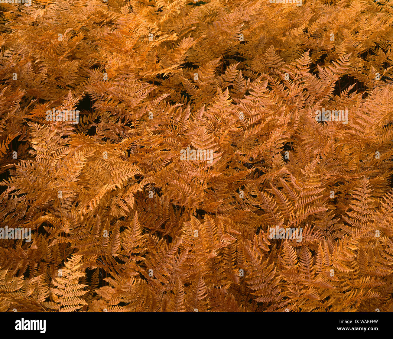 USA, Oregon. Mount Hood National Forest, bracken ferns display autumn ...