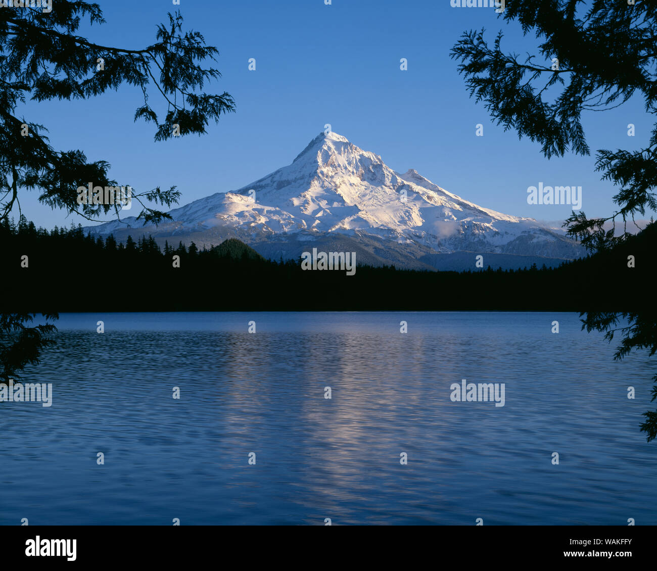 Conifers frame hi-res stock photography and images - Alamy