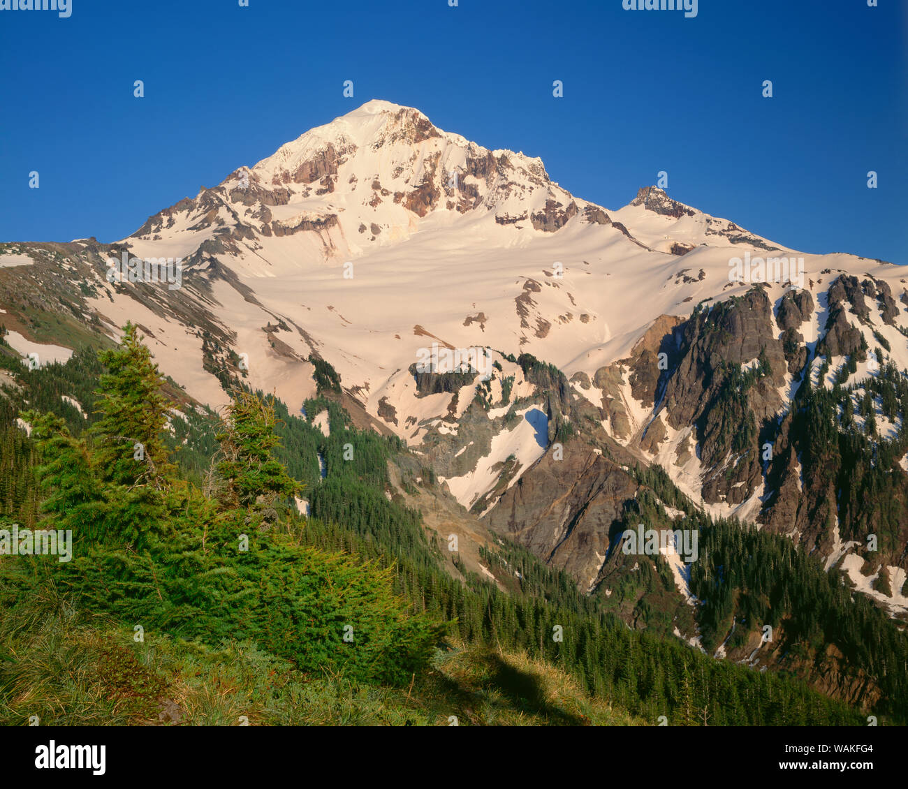 USA, Oregon. Mount Hood National Forest, Mount Hood Wilderness, evening ...