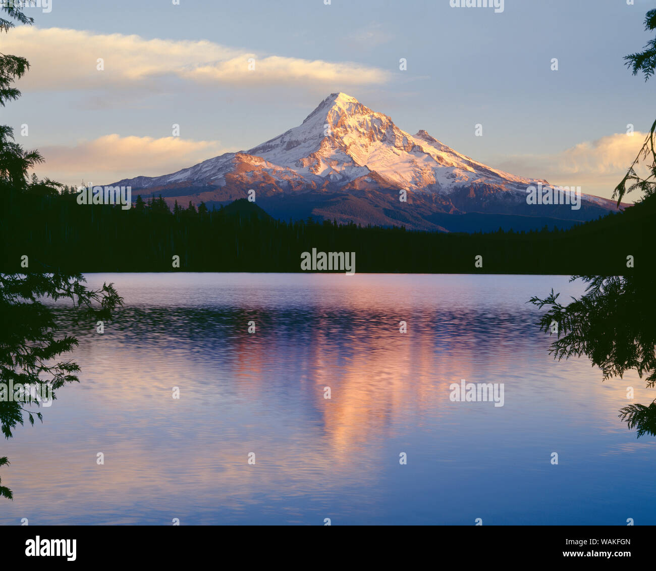 USA, Oregon. Mount Hood National Forest, sunset light on north side of ...