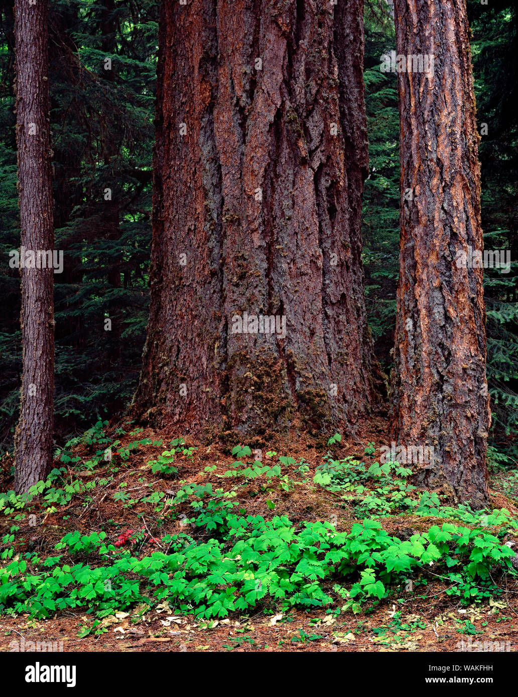 USA, Oregon. Willamette National Forest, large trunk of old growth ...