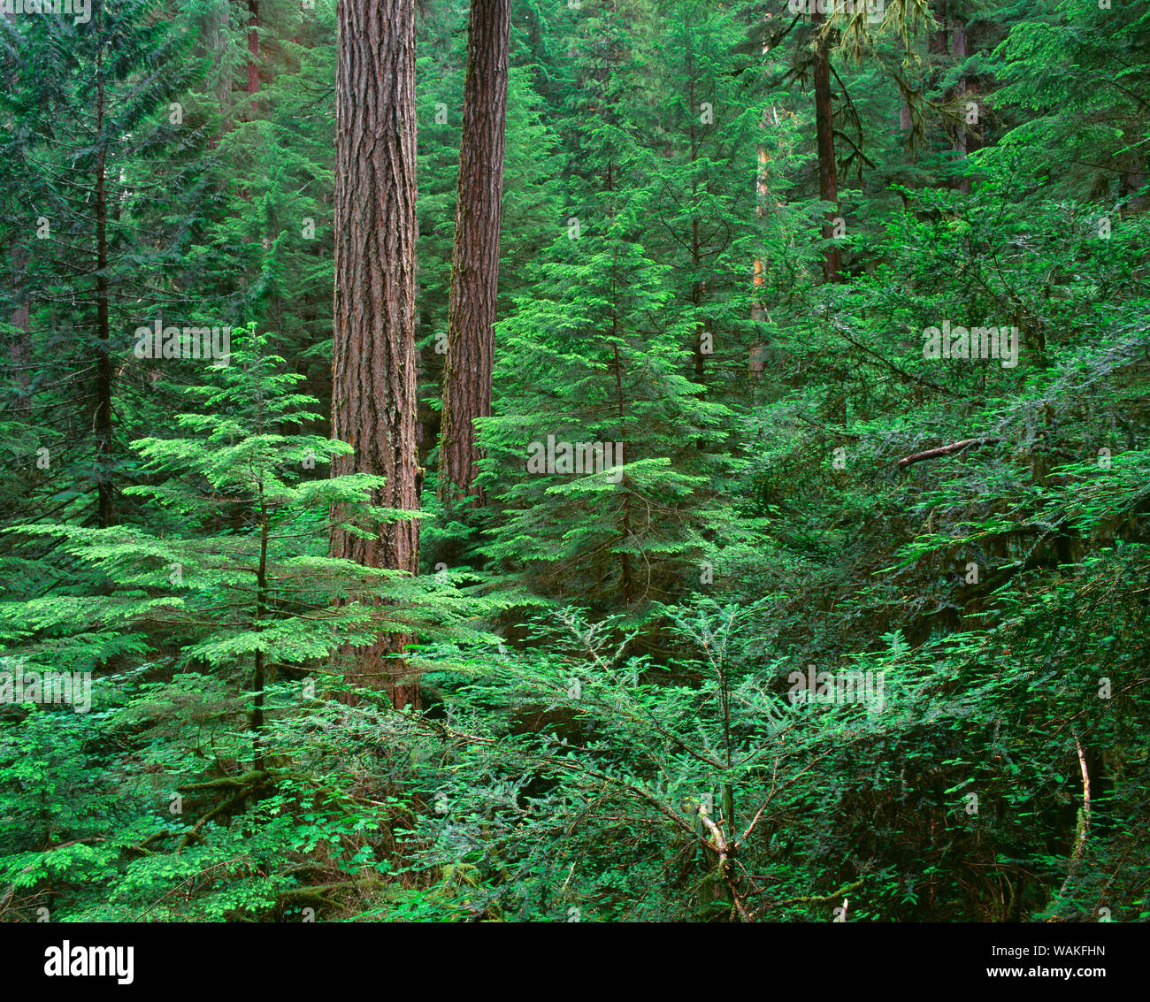 USA, Oregon. Willamette National Forest, Middle Santiam Wilderness ...