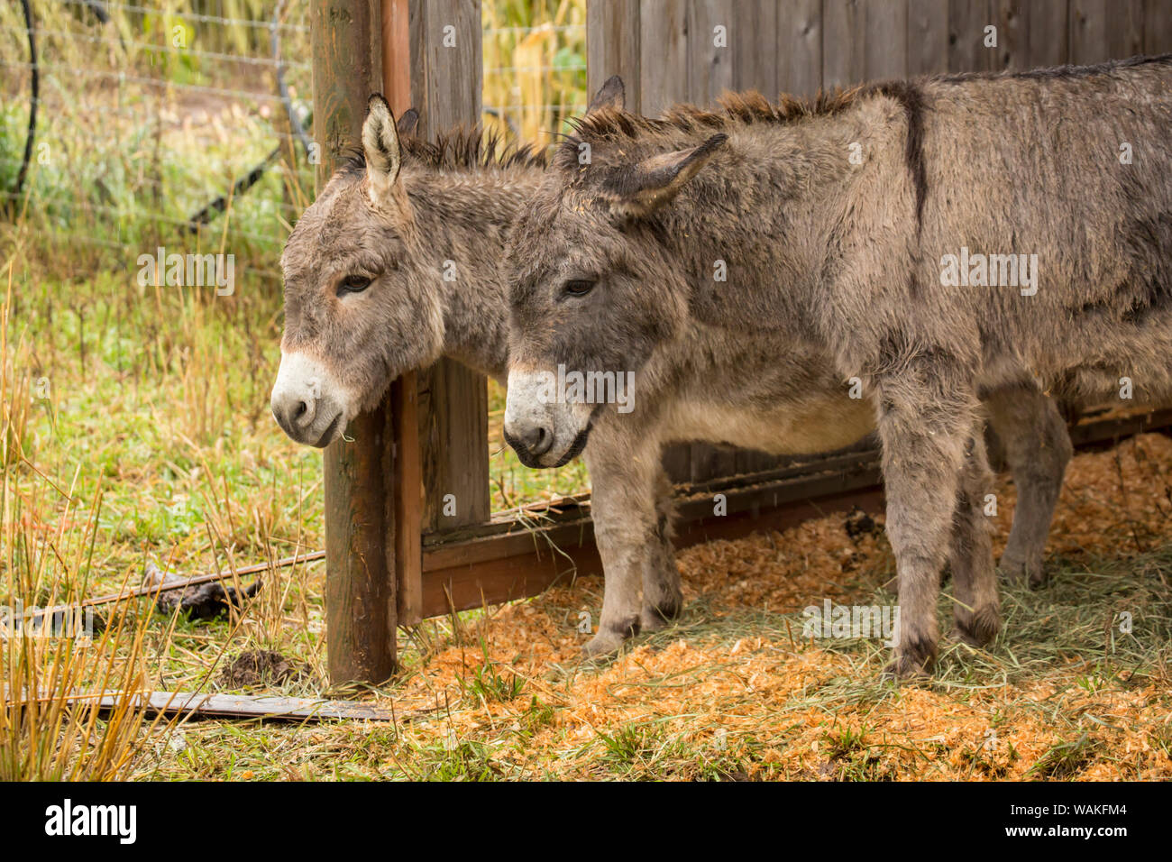 Hood River, Oregon, USA. Two donkeys taking shelter during a rain Stock ...