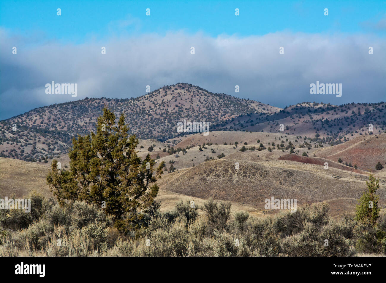 Juniper Hills Preserve High Resolution Stock Photography and Images - Alamy