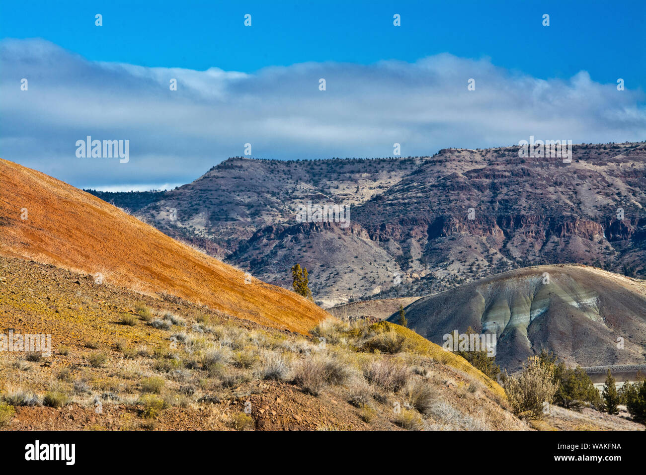 Juniper Hills Preserve High Resolution Stock Photography and Images - Alamy